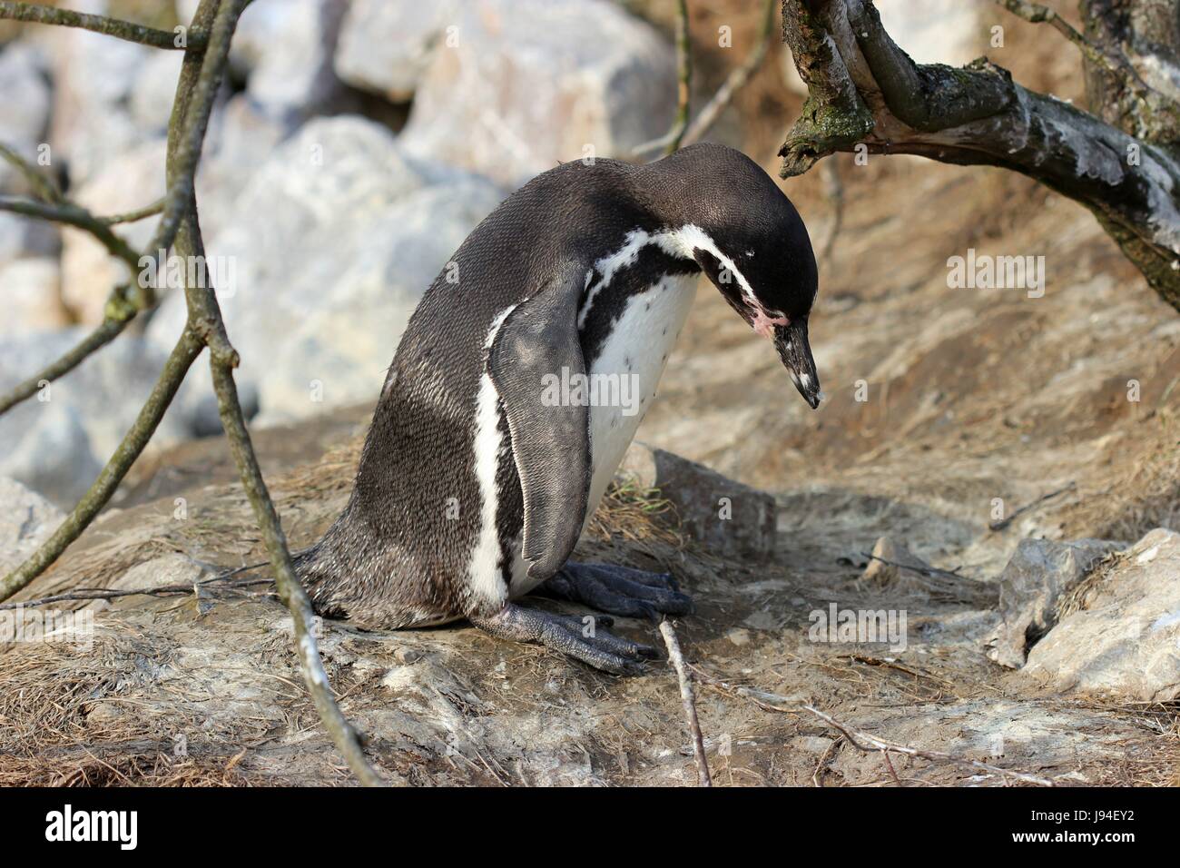 tree, bird, birds, zoo, rock, branches, penguin, spring, branch, stones ...