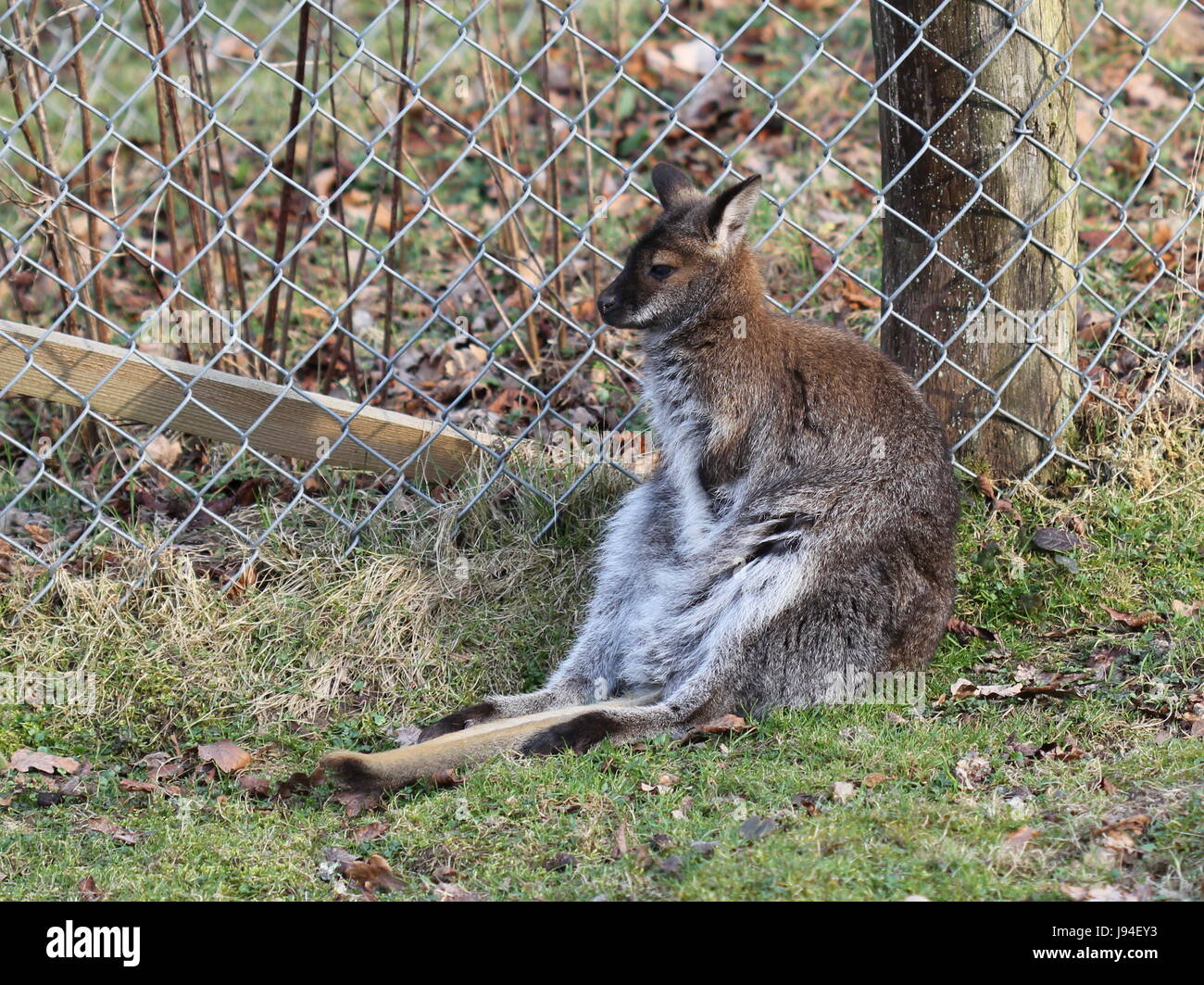 Zoo australia tired kangaroo fence hi-res stock photography and images ...