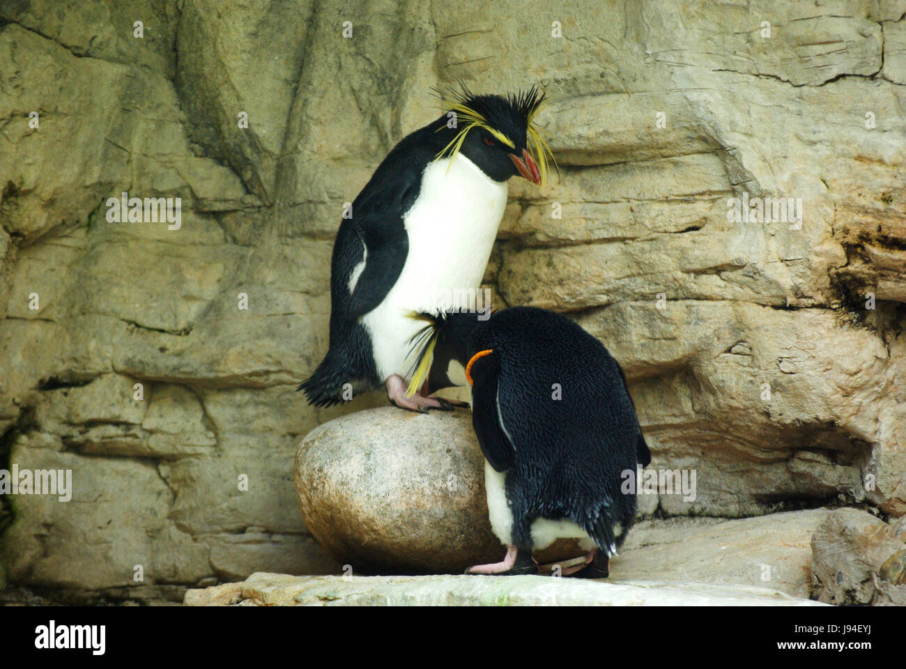 penguin, hierarchy, submissive, animal, bird, birds, animal portrait ...