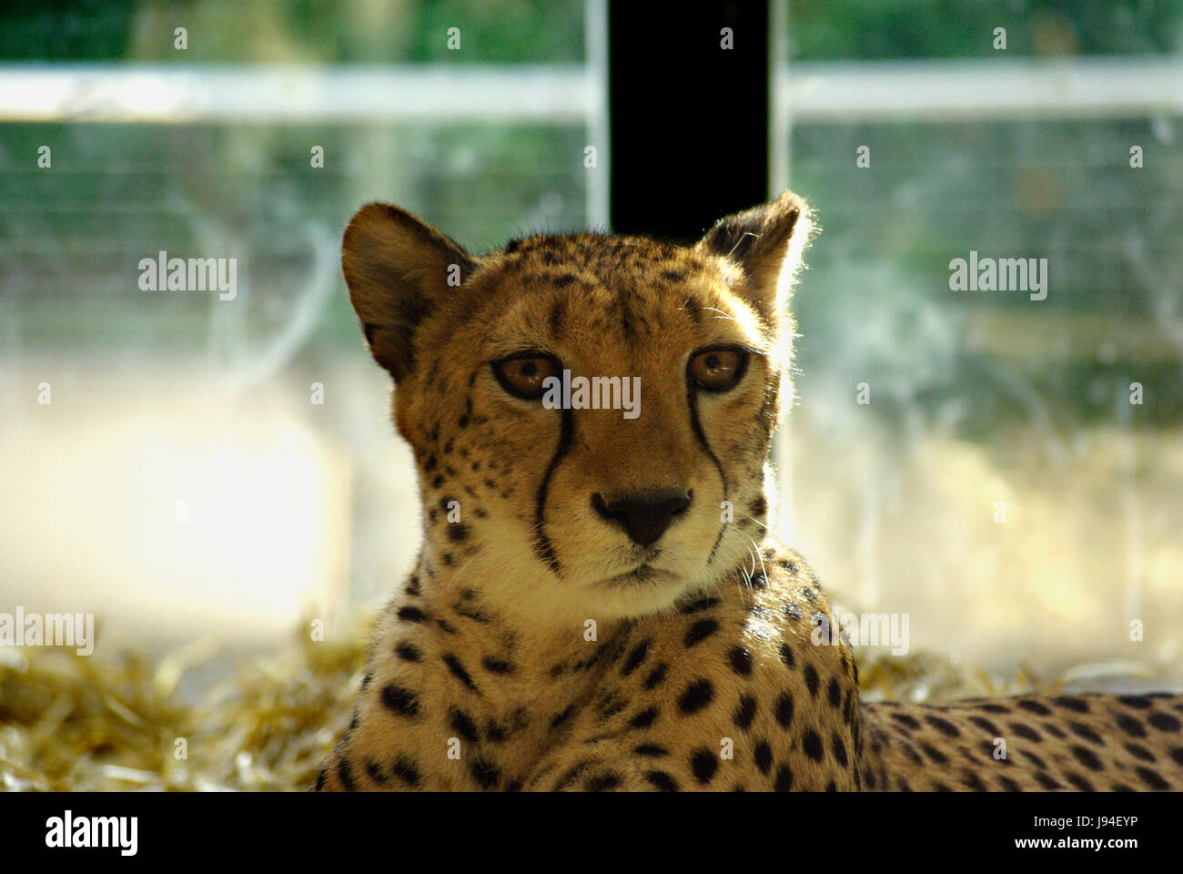 big cat, feline predator, zoo, predator, cat, cheetah, big cat, feline ...