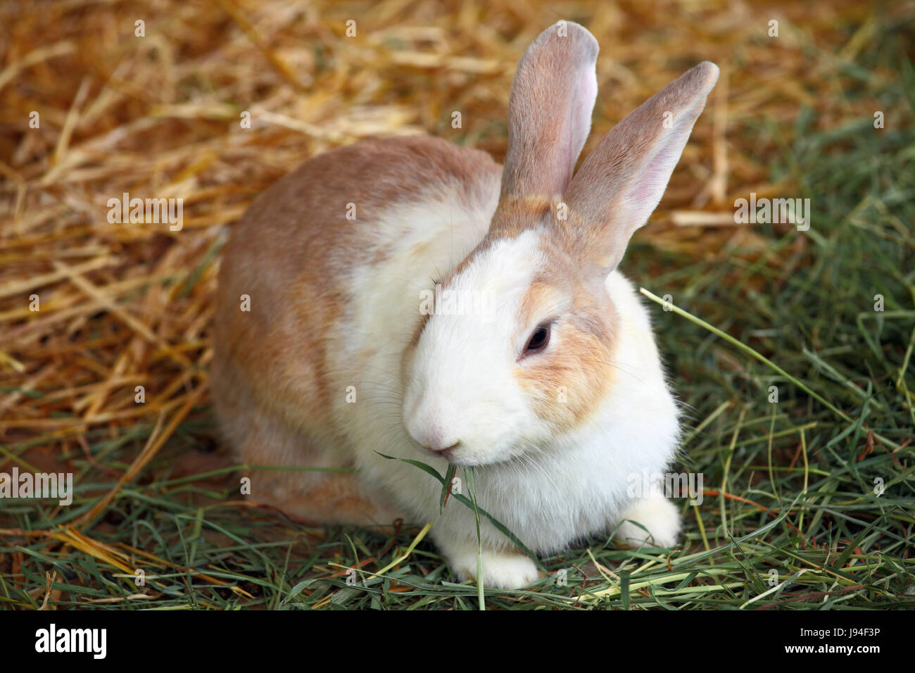 animal, mammal, fauna, playful, rodent, fur, small, tiny, little, short ...
