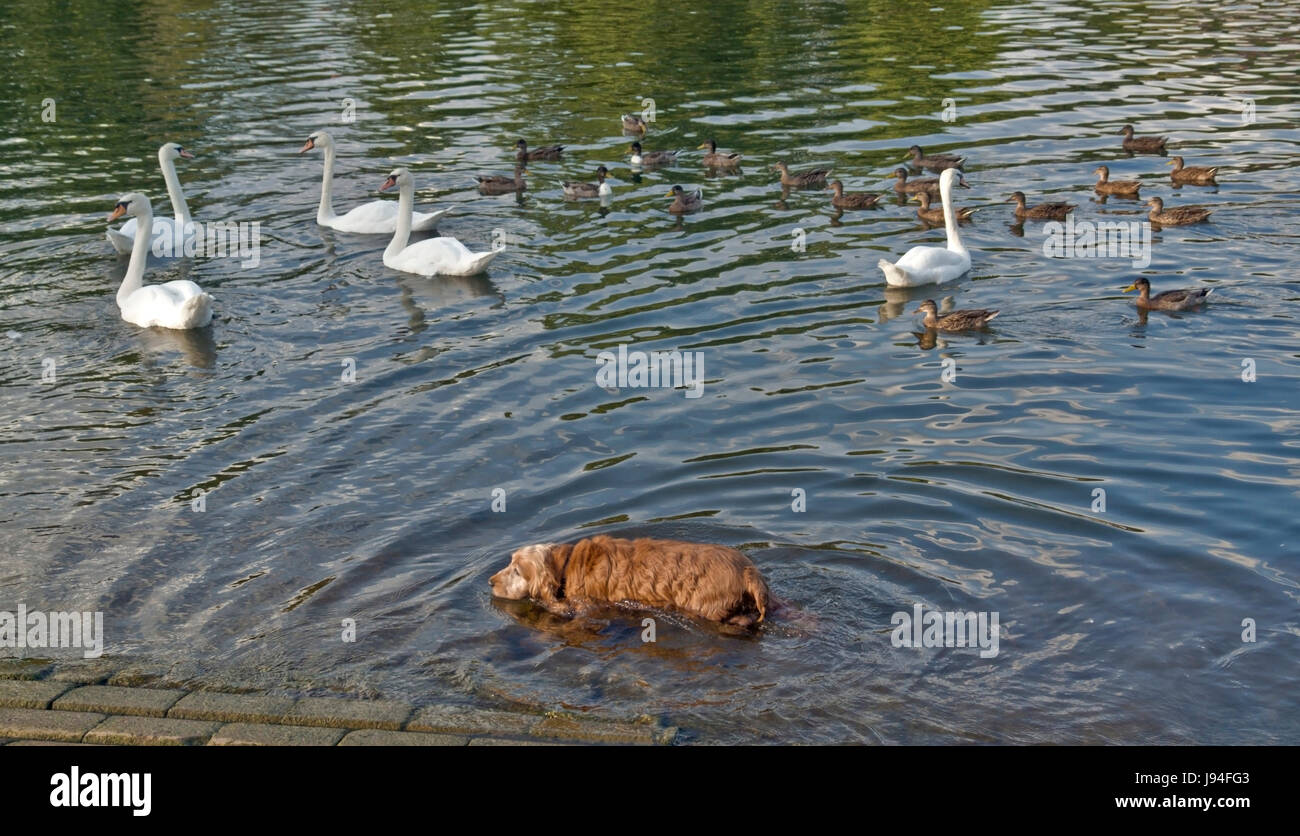 swan, dog, duck, cocker spaniel, animal, bird, brown, brownish ...