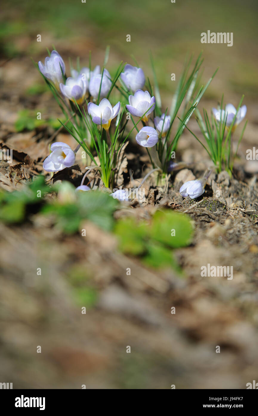 Crocus aureus hi-res stock photography and images - Alamy