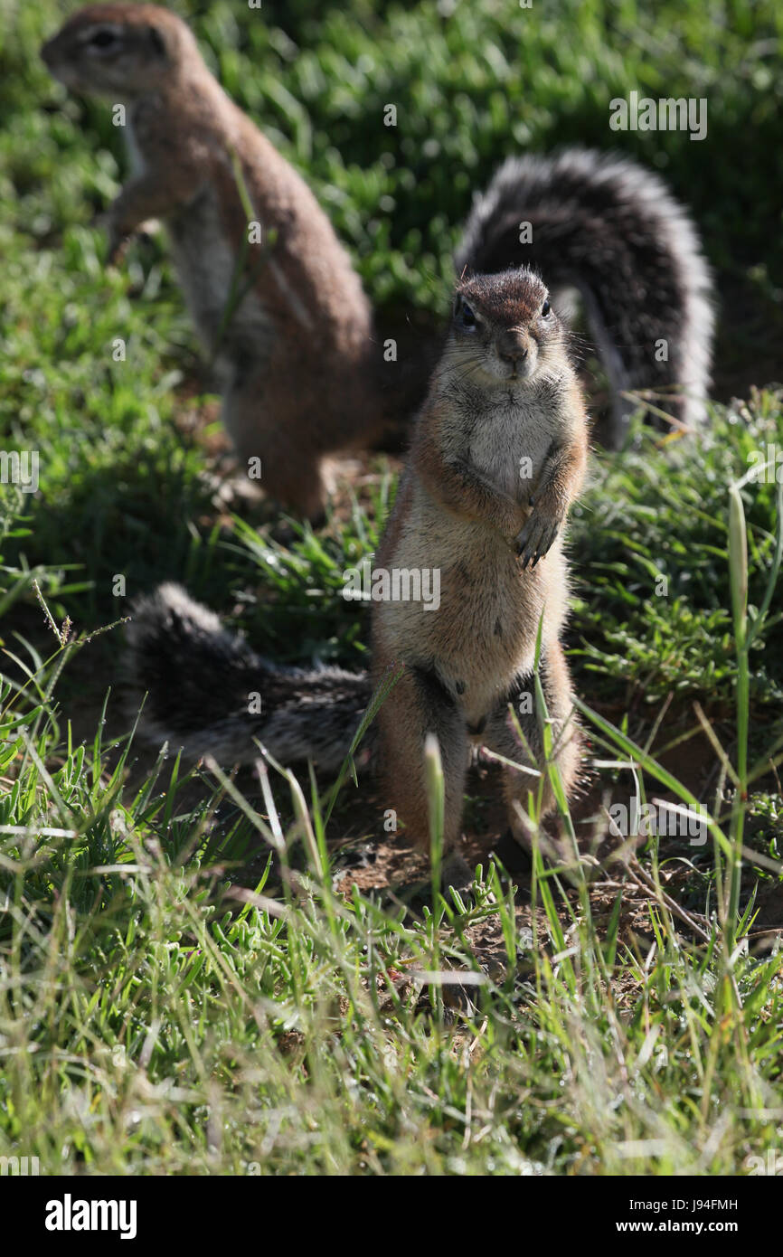 cape ground squirrel Stock Photo - Alamy