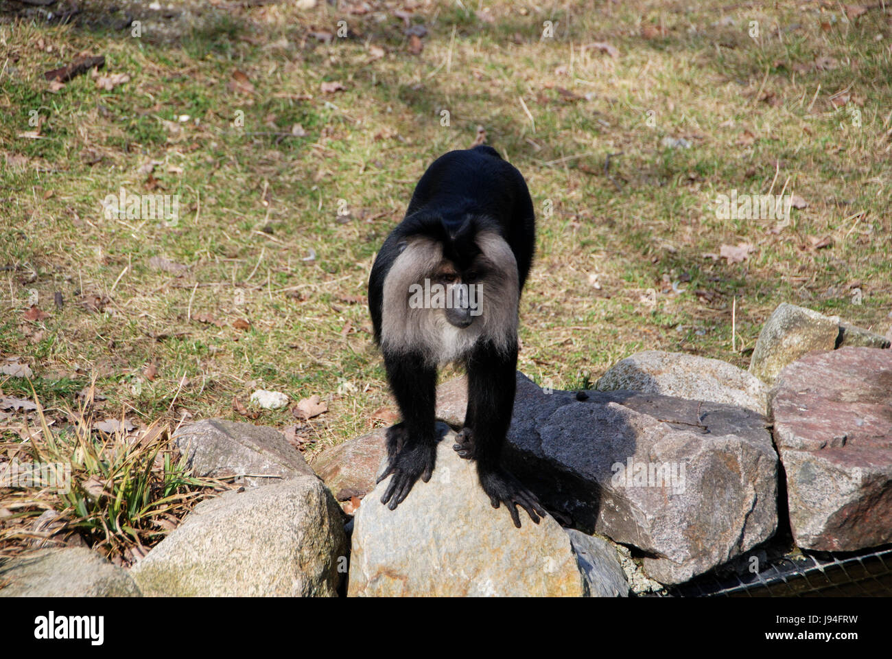 monkey, black, swarthy, jetblack, deep black, beard, grey, gray, water ...