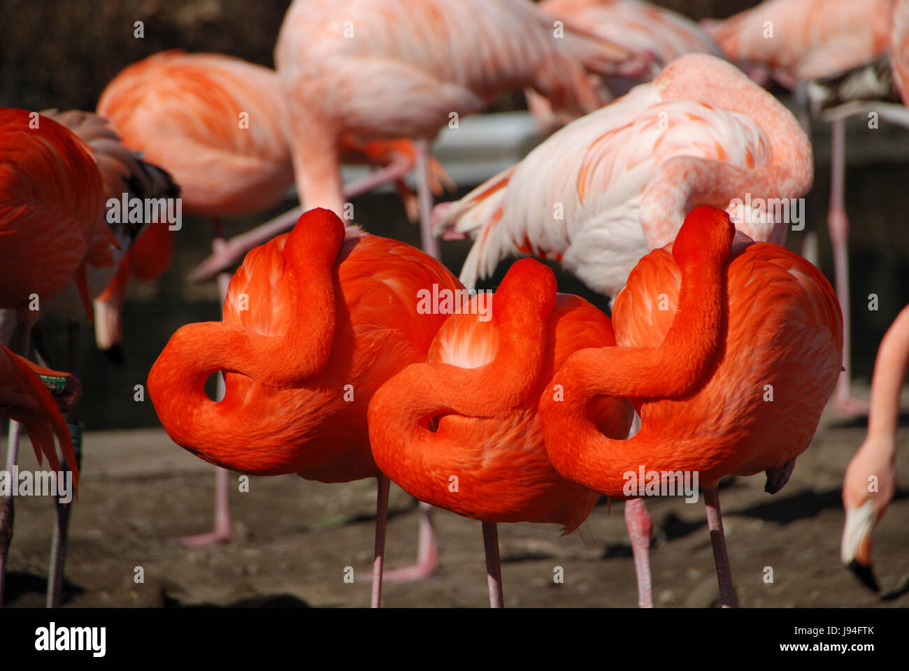 Bird birds stilts feather red hi-res stock photography and images - Alamy