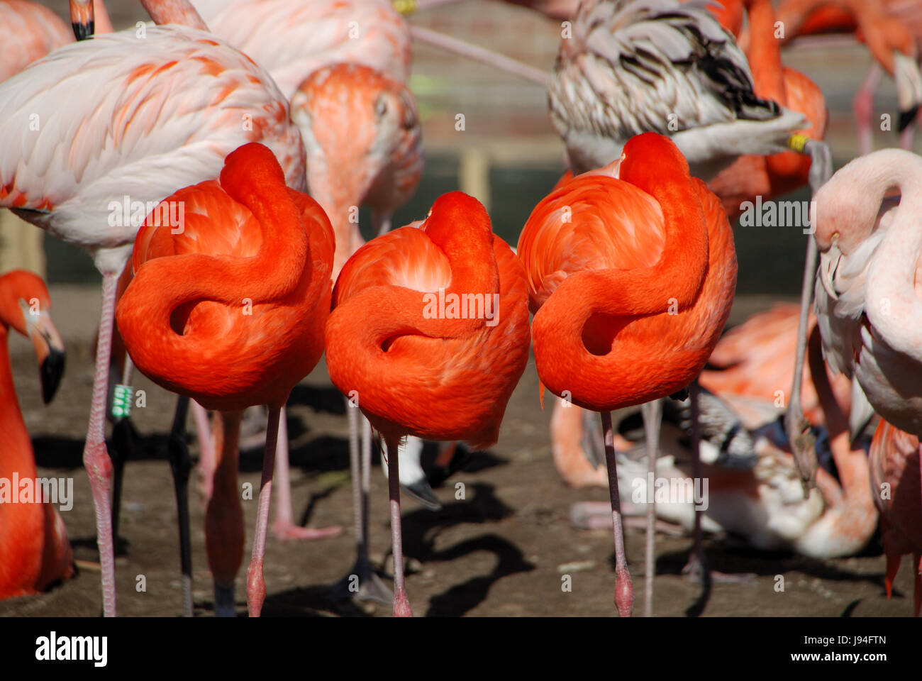 animal, bird, birds, three, feather, red, two, pink, flamingo, sleep ...