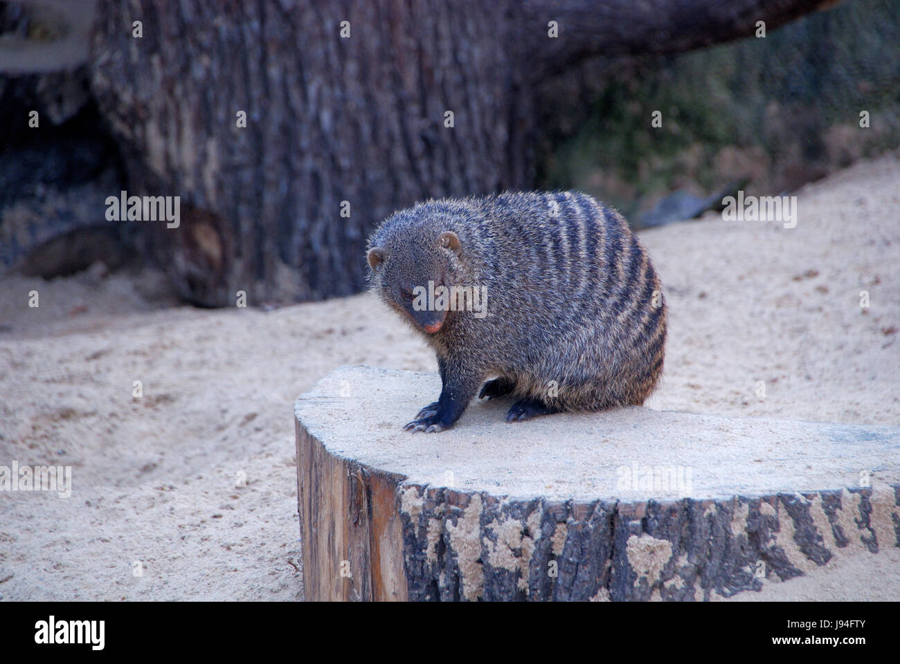 animals, mammals, snag, sands, sand, tree, animals, striated, mammals ...