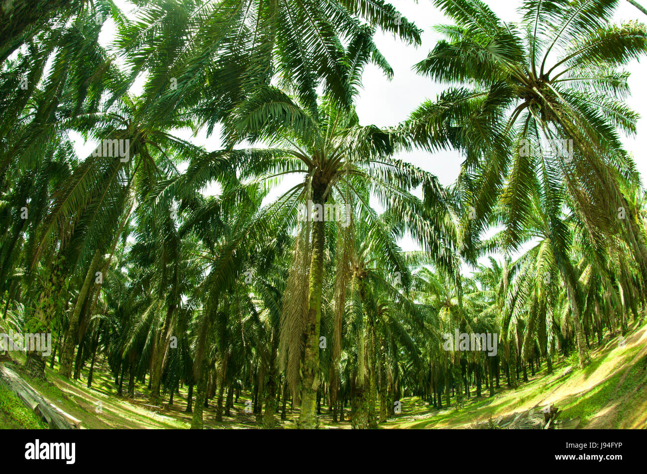 agricultural, tree, industry, asia, trunk, agriculture, farming, fish ...