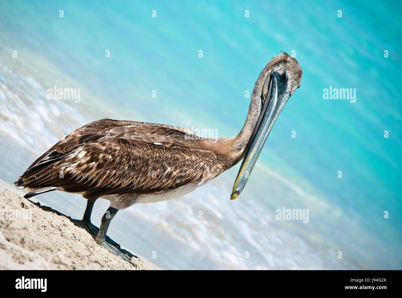 beach, seaside, the beach, seashore, beak, bill, salt water, sea, ocean ...