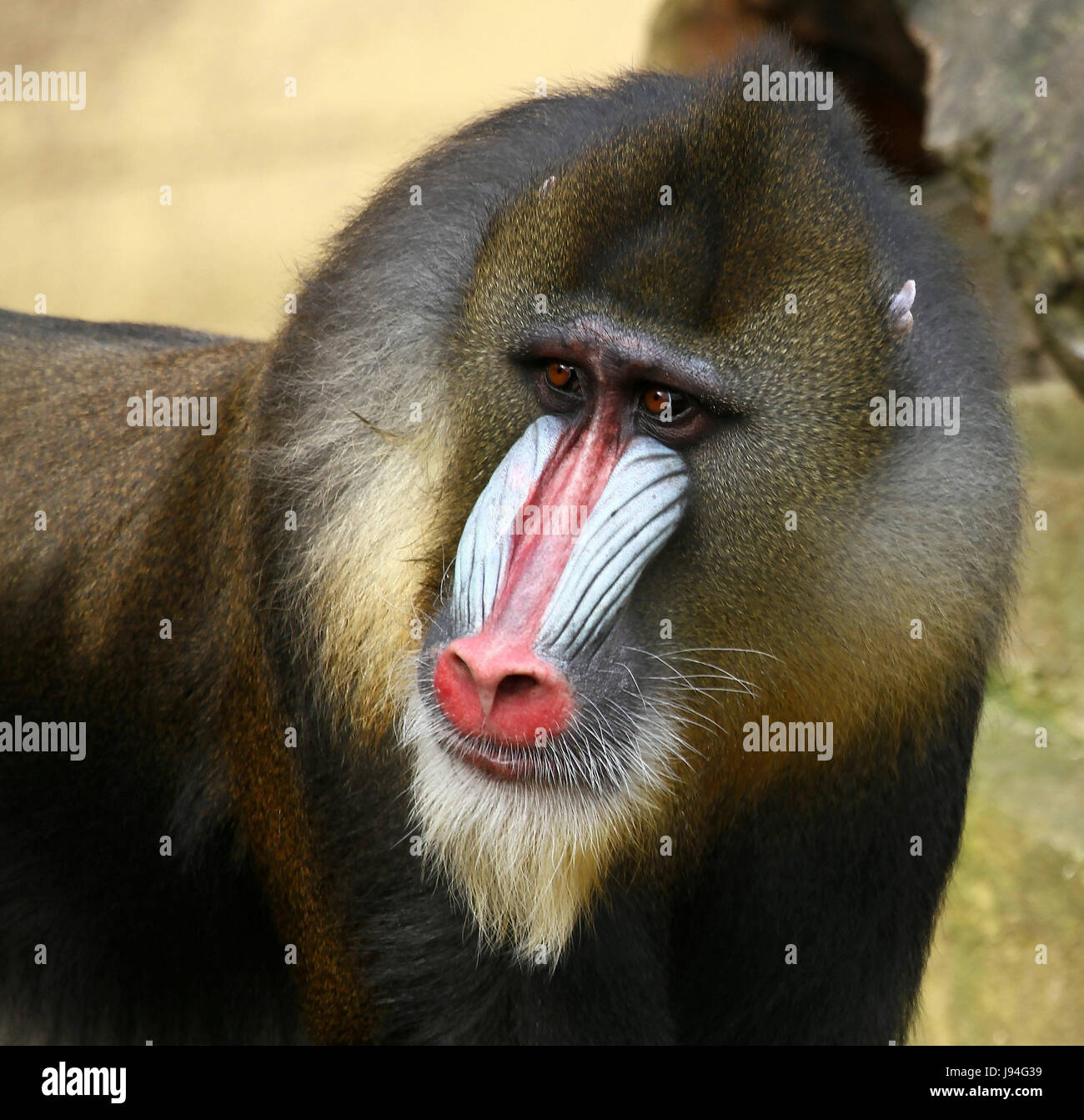 Mandrillportrait hi-res stock photography and images - Alamy