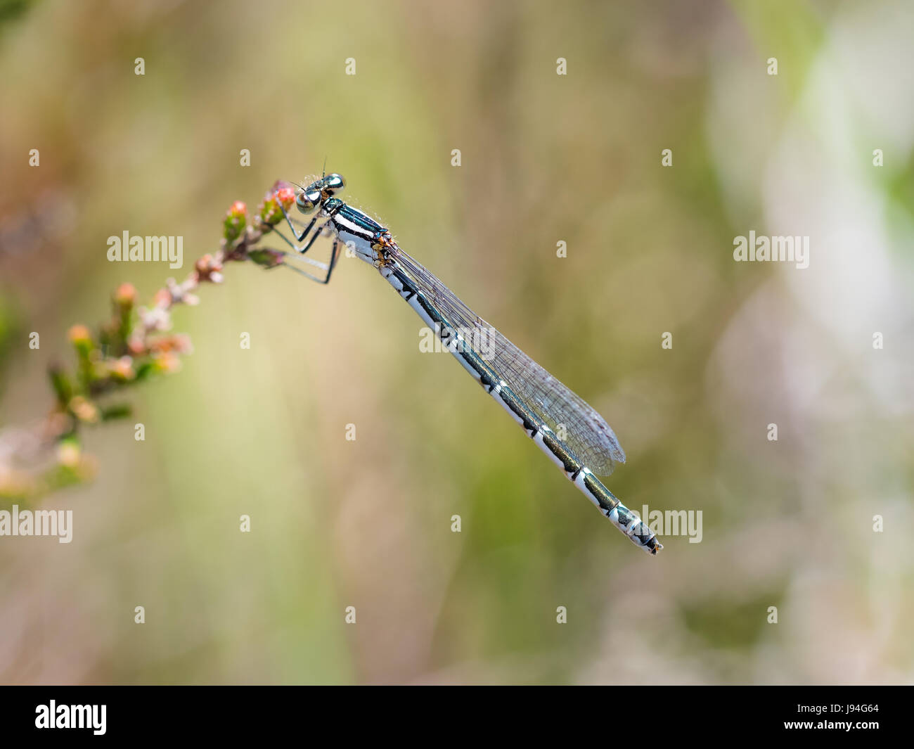 Female Common Blue damselfly (Enallagma cyathigerum) hanging from a ...