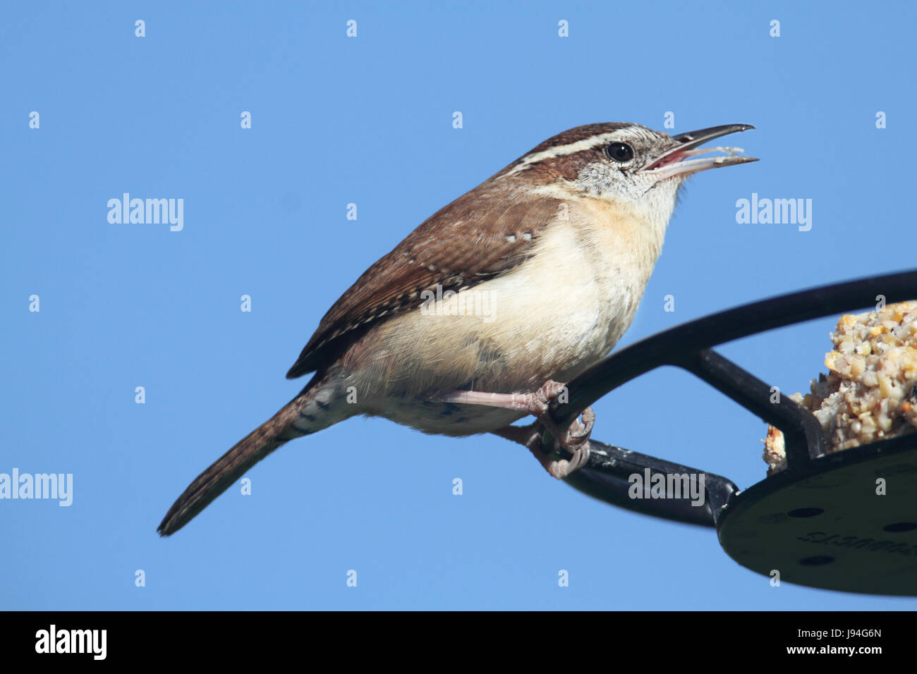 bird, wild, birds, wren, nature, animal, bird, fauna, wild, birds, wing ...