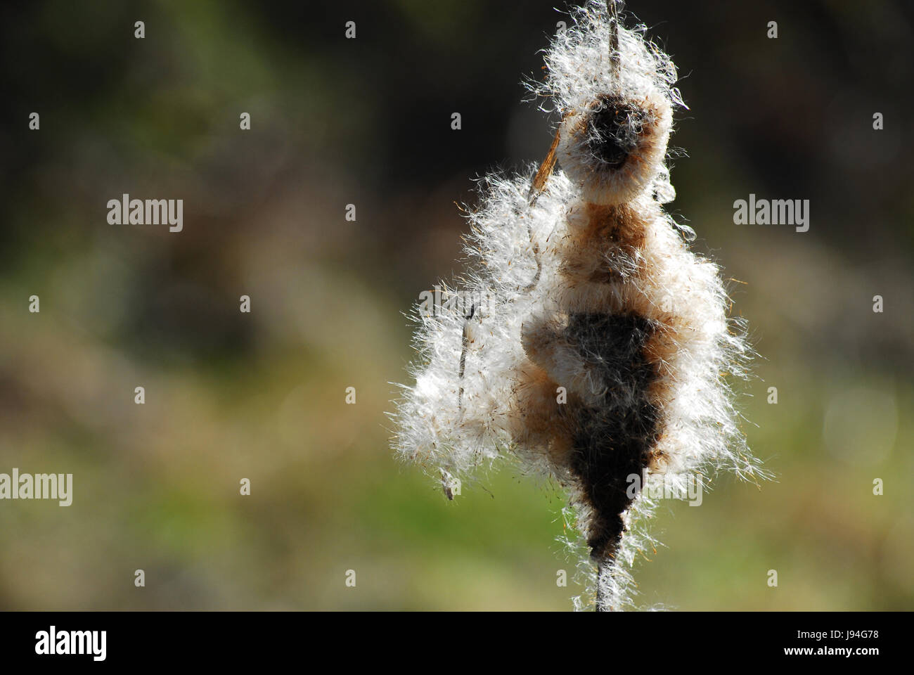 thread, withers, threads, reed, plant, stalk, thread, withers, threads ...