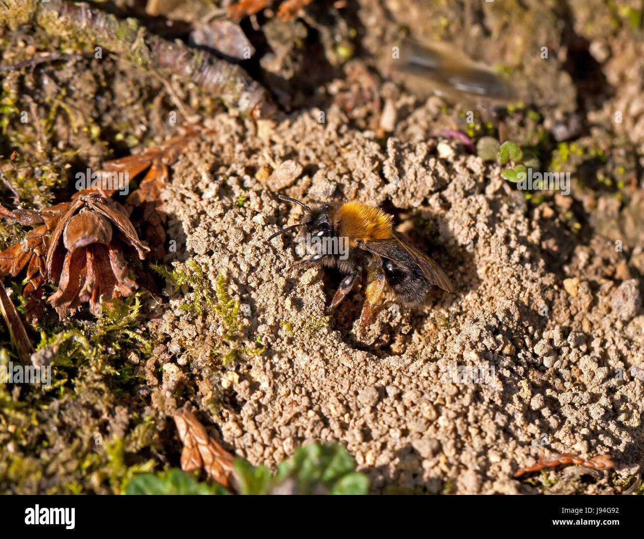 insect, wildlife, nature, mining, bee, ground, macro, close-up, macro ...