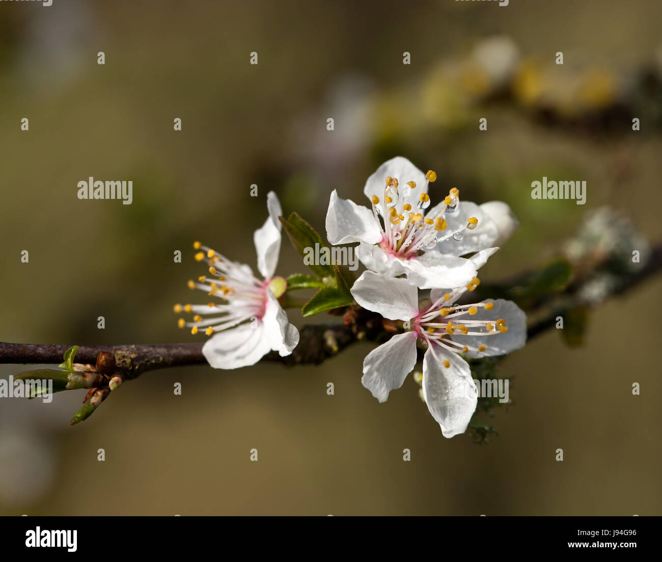 bloom, blossom, flourish, flourishing, flower, flowers, plant, season ...