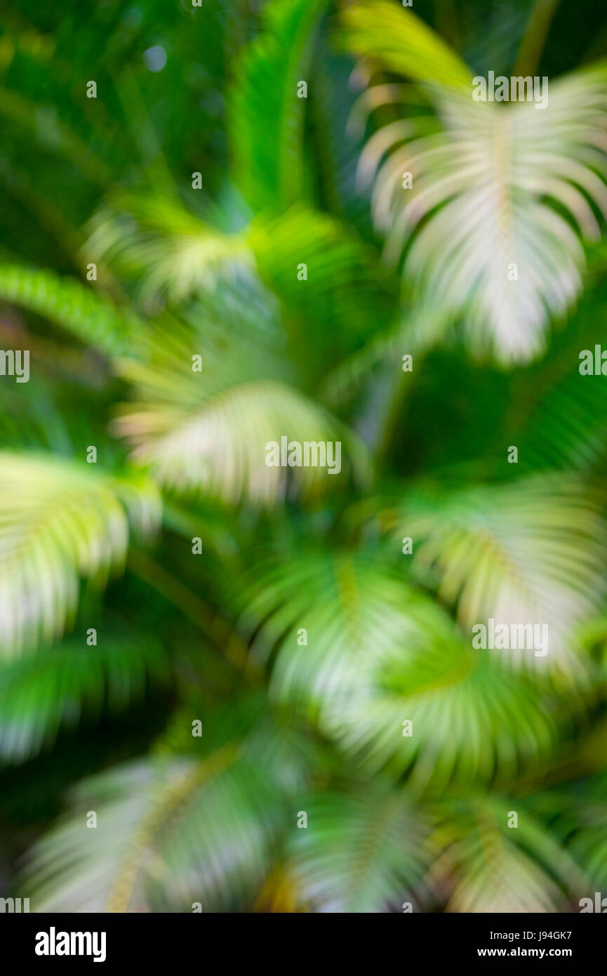 Palm frond background hi-res stock photography and images - Alamy