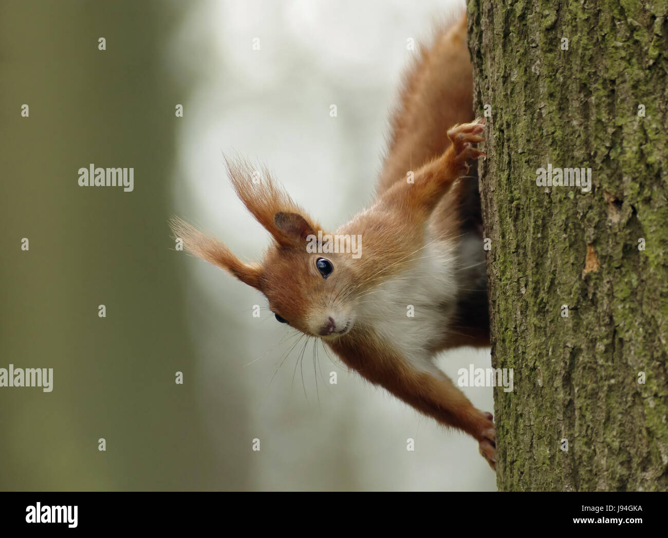 tree, animal, mammal, squirrel, forest, tree, animal, mammal, squirrel ...