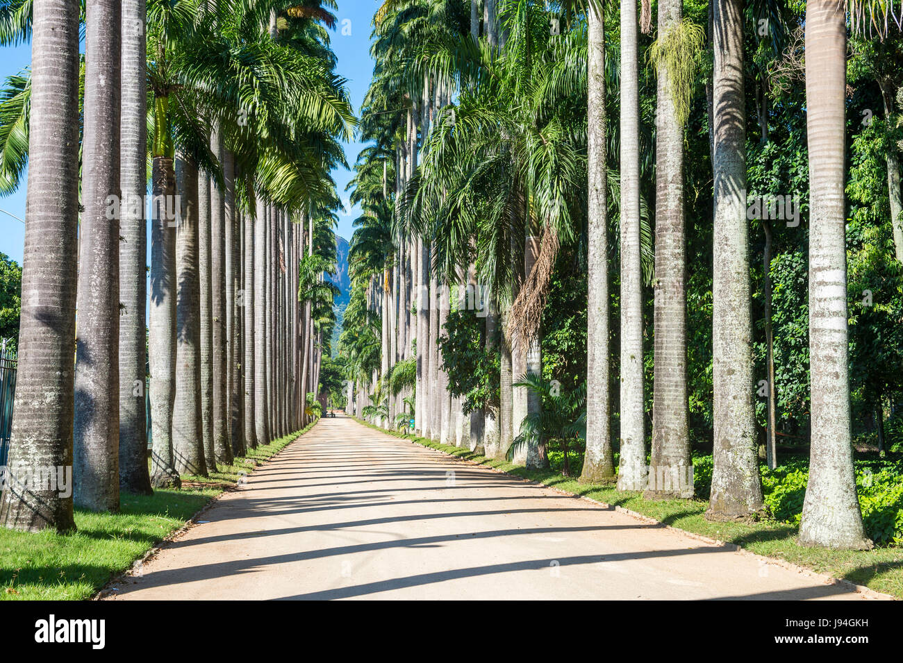 Royal palm trees hi-res stock photography and images - Alamy