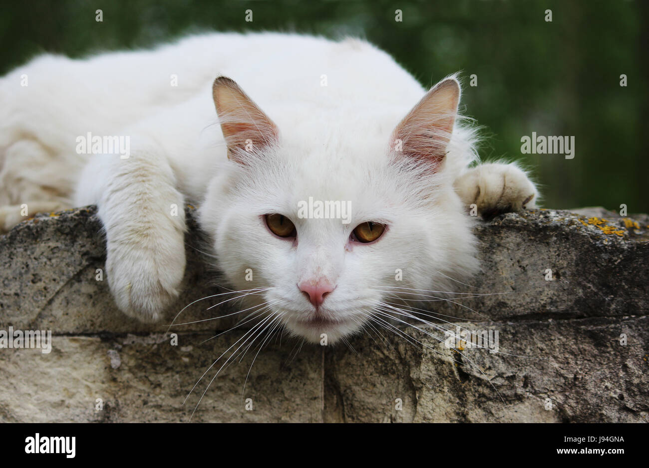 white single homeless cat with orange eyes is posing outdoors on a ...