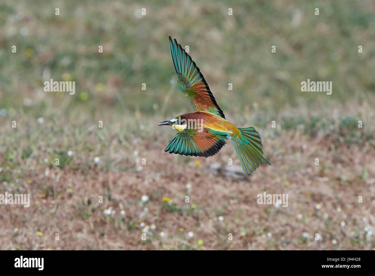 Bee eater in flight hi-res stock photography and images - Alamy