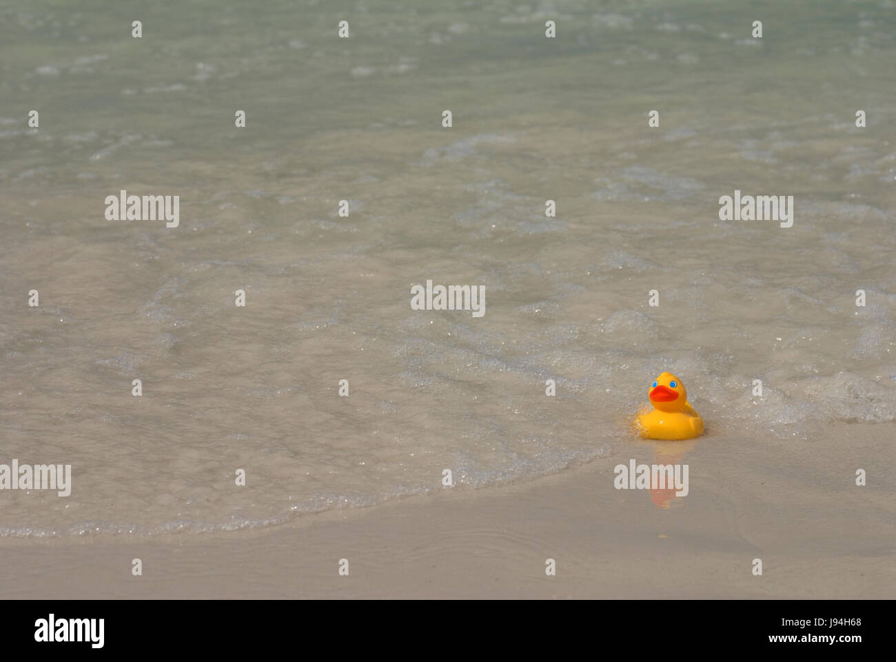 beach, seaside, the beach, seashore, duck, rubber, salt water, sea ...
