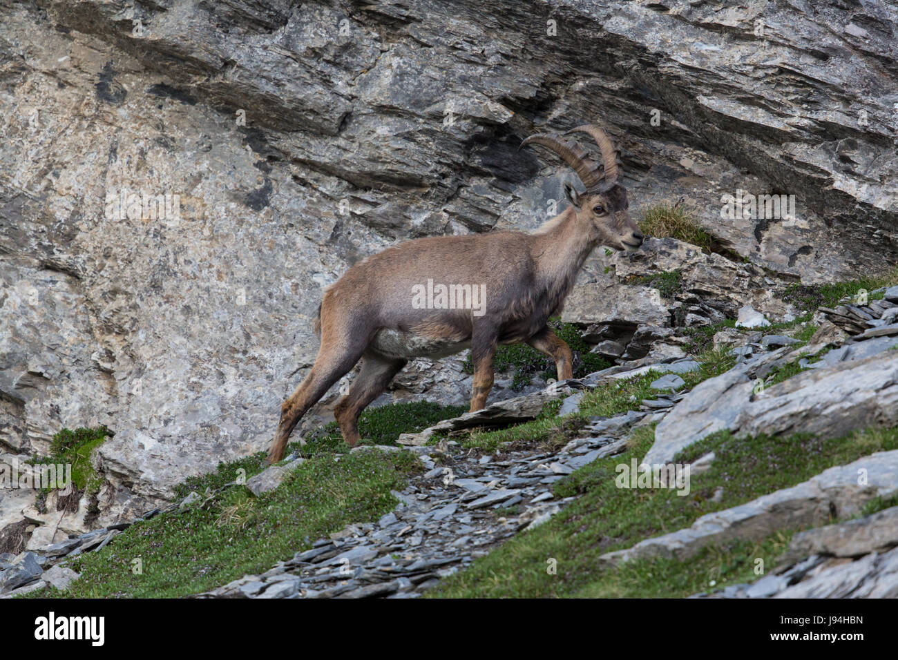 Natural alpine ibex standing in mountain rocks and grassland Stock ...
