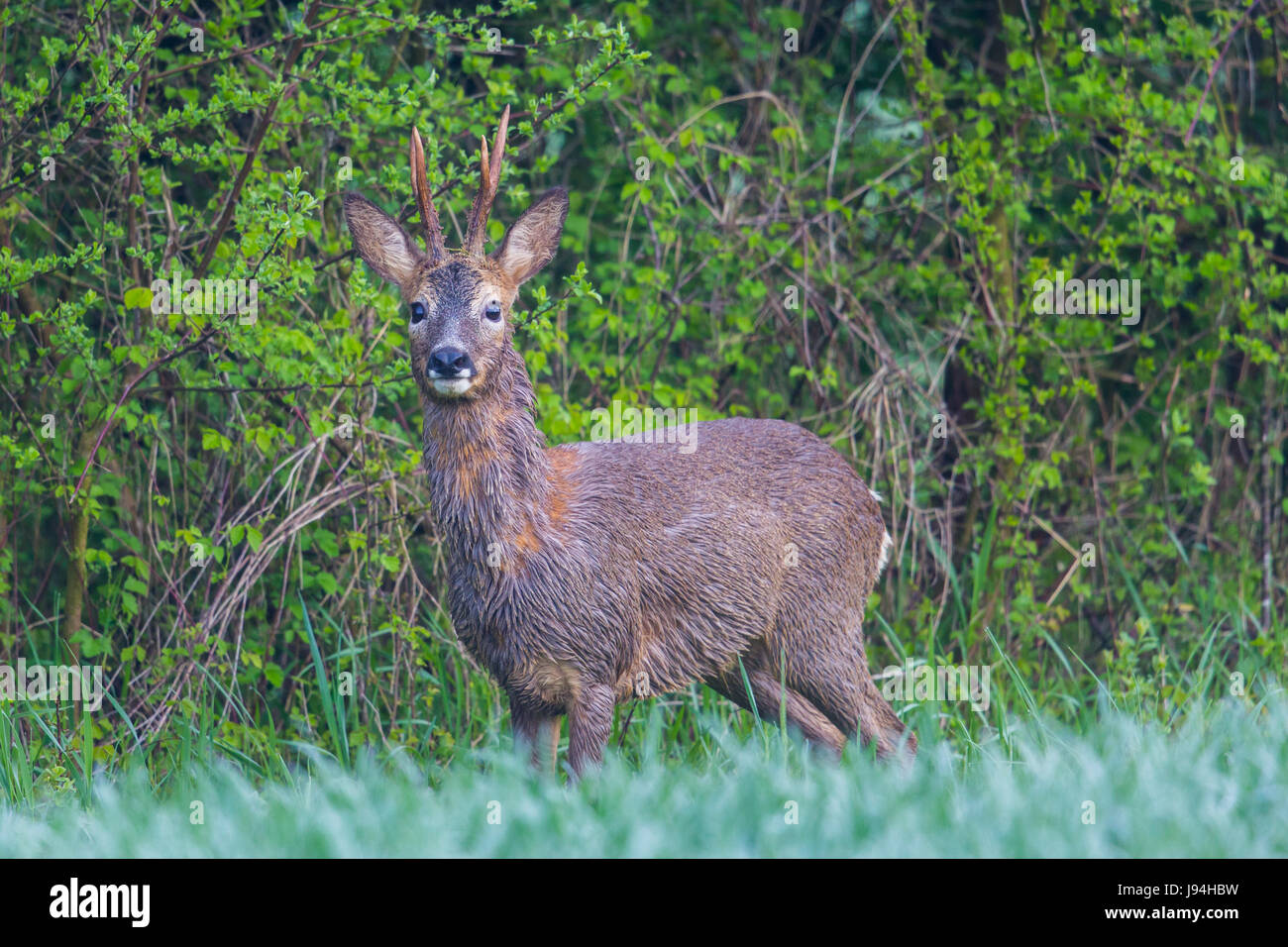 Young natural roebuck standing in meadow Stock Photo - Alamy