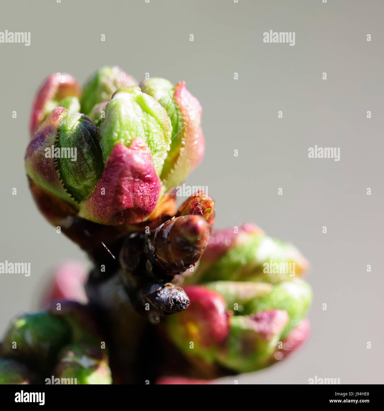 tree, trees, bud, buds, cherry, cherries, cherry tree, macro, close-up ...