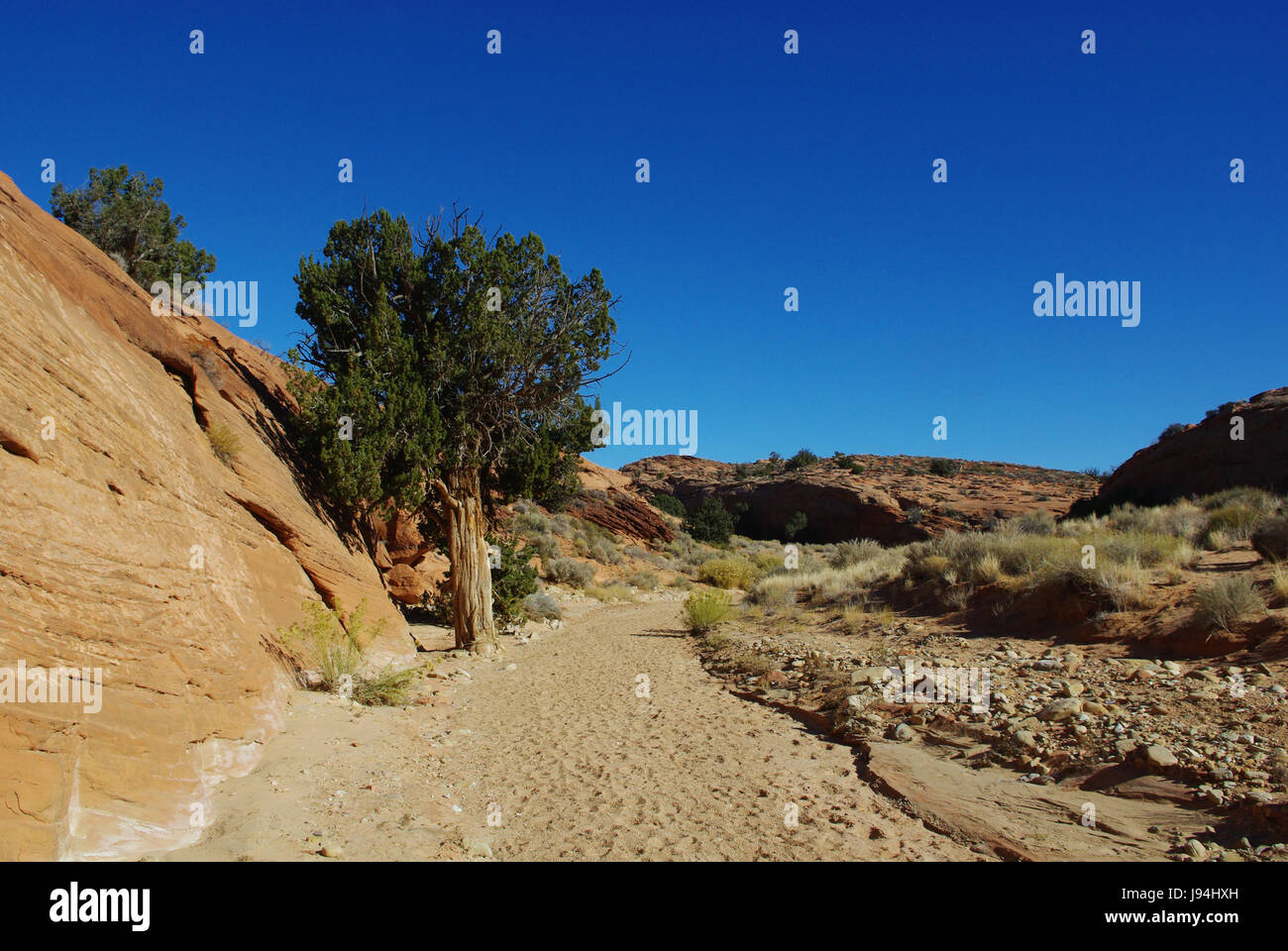 tree, rock, shrub, bush, path, way, sands, sand, blue, tree, desert ...