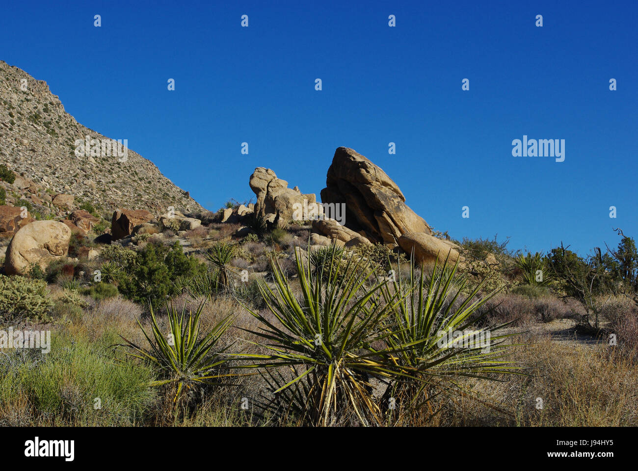 desert, wasteland, green, rock, shrub, cactus, yucca, plant, blue ...