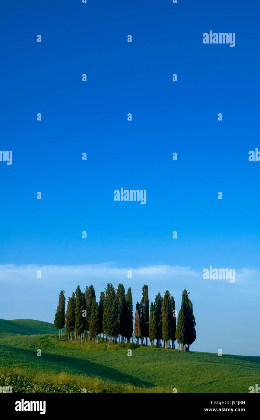 tree, trees, summer, summerly, tuscany, spring, cypress, landscape ...