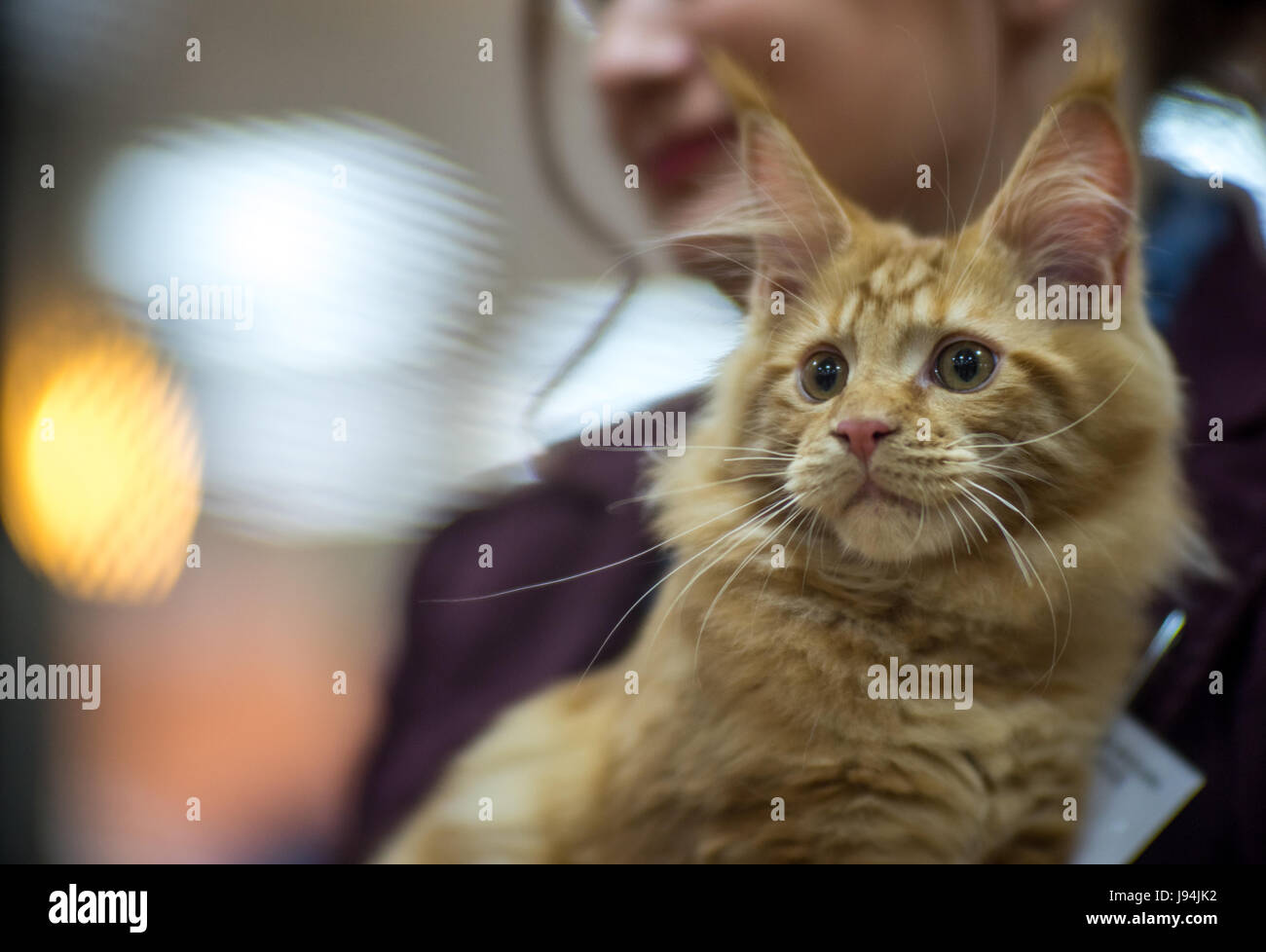 Maine Coon tortoiseshell - portrait - Pedigree Cat Stock Photo - Alamy