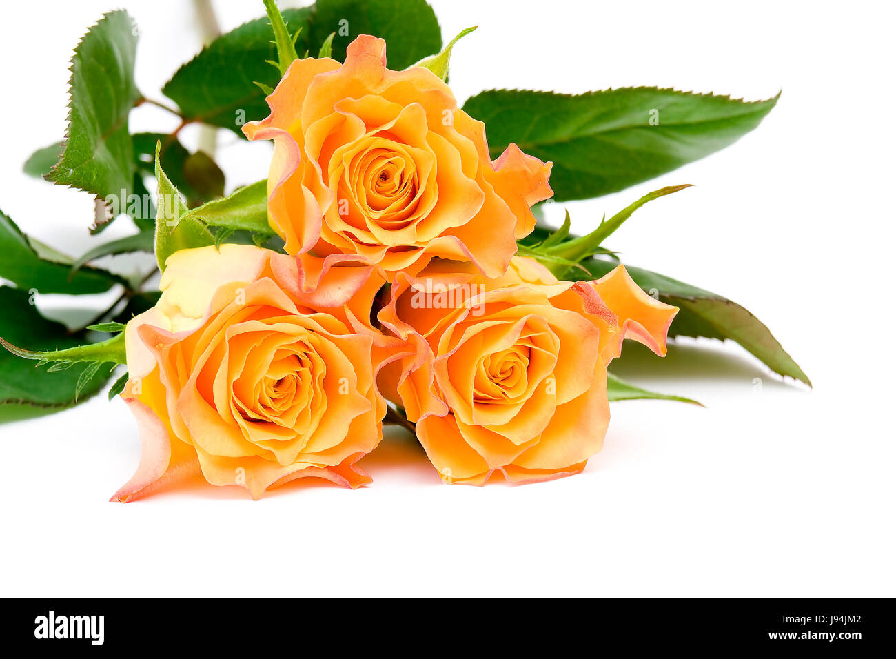 tea, birth, childbirth, parturition, delivery, garden, flower, plant ...