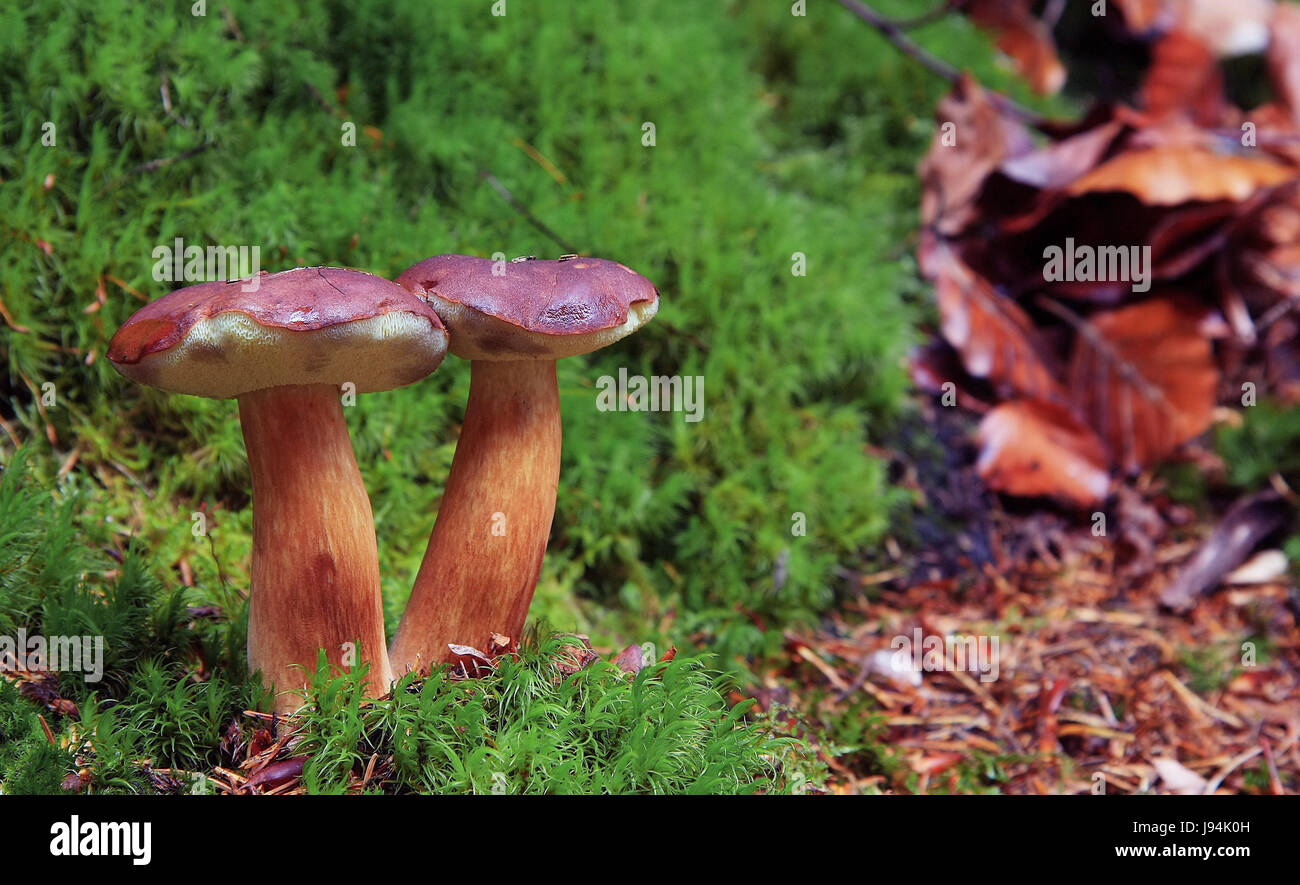 Maronen wald hi-res stock photography and images - Alamy