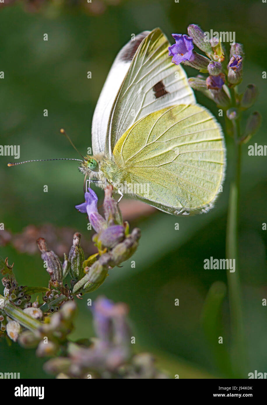 butterfly, moth, lavender, moths, white, butterfly, moth, lavender ...