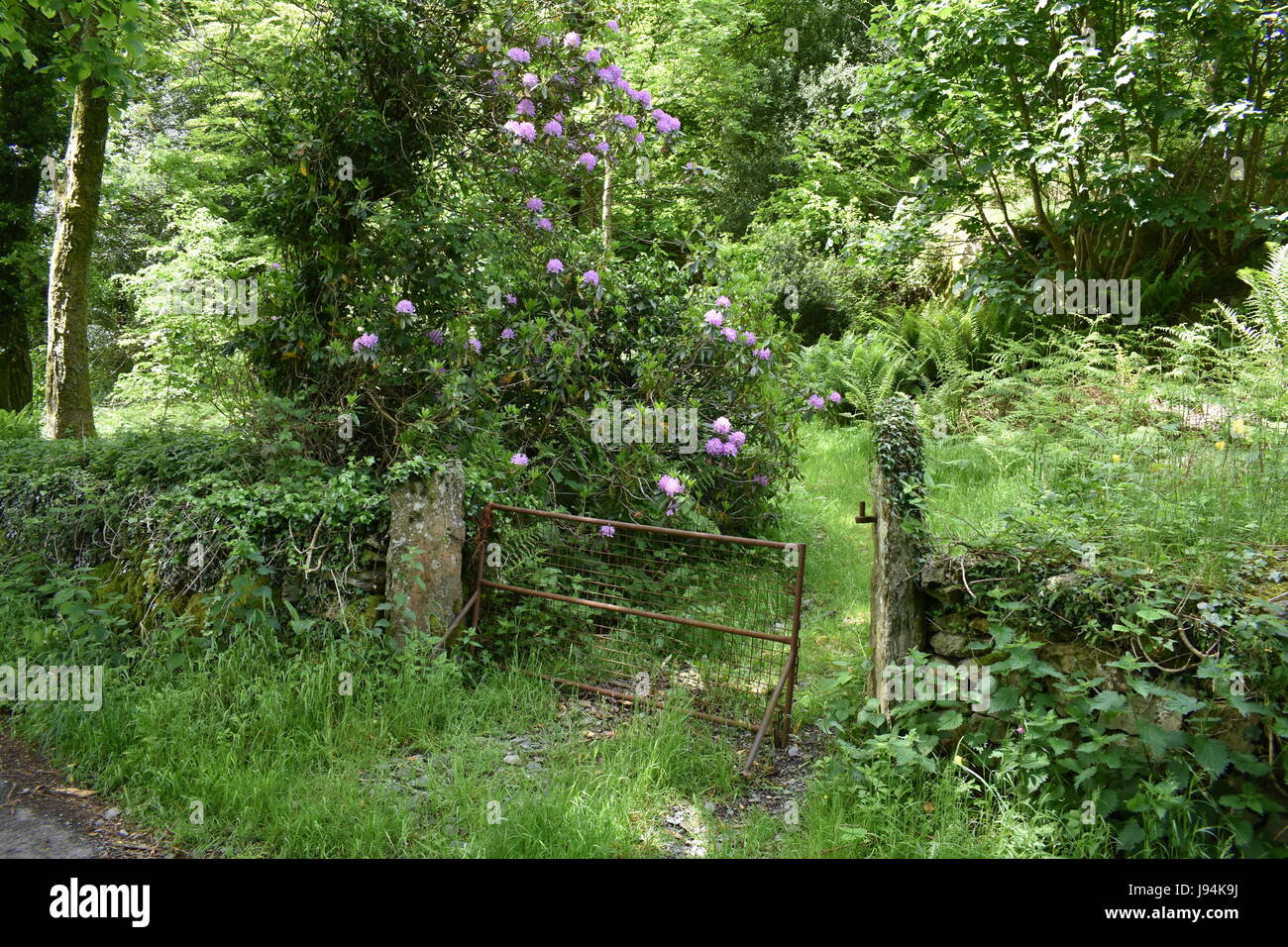 Fence with flowers Stock Photo - Alamy
