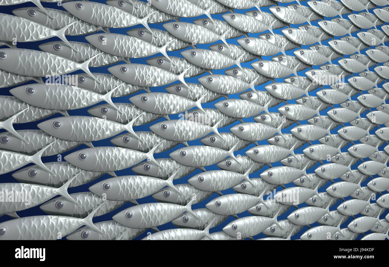 silver, underwater, angle, fish, fishing, wildlife, swarm, school ...