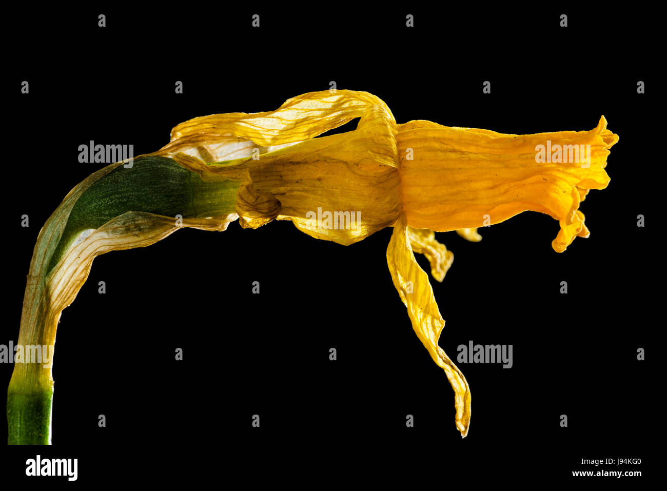 flower, plant, bloom, blossom, flourish, flourishing, withers ...