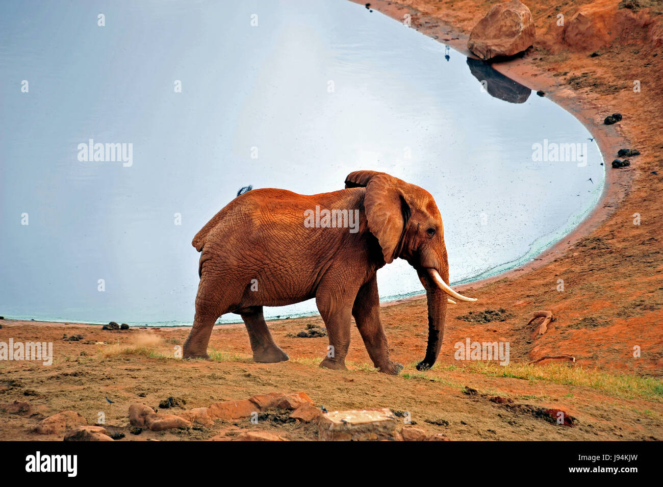 africa, elephant, kenya, tusk, bull, safari, wild animal, water, blue ...