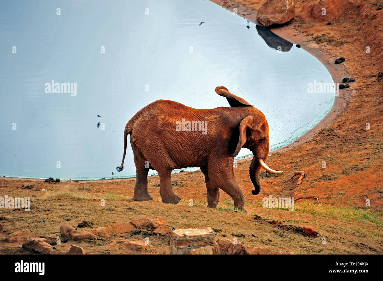 africa, elephant, tusk, safari, proboscis, wild animal, red, water ...