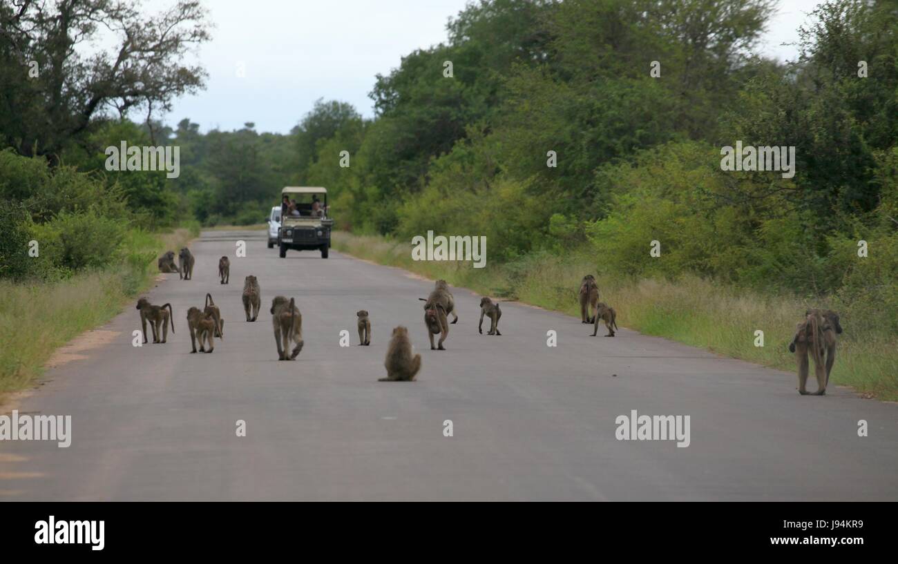 monkey, south africa, safari, baboon, herd, monkey, south africa ...