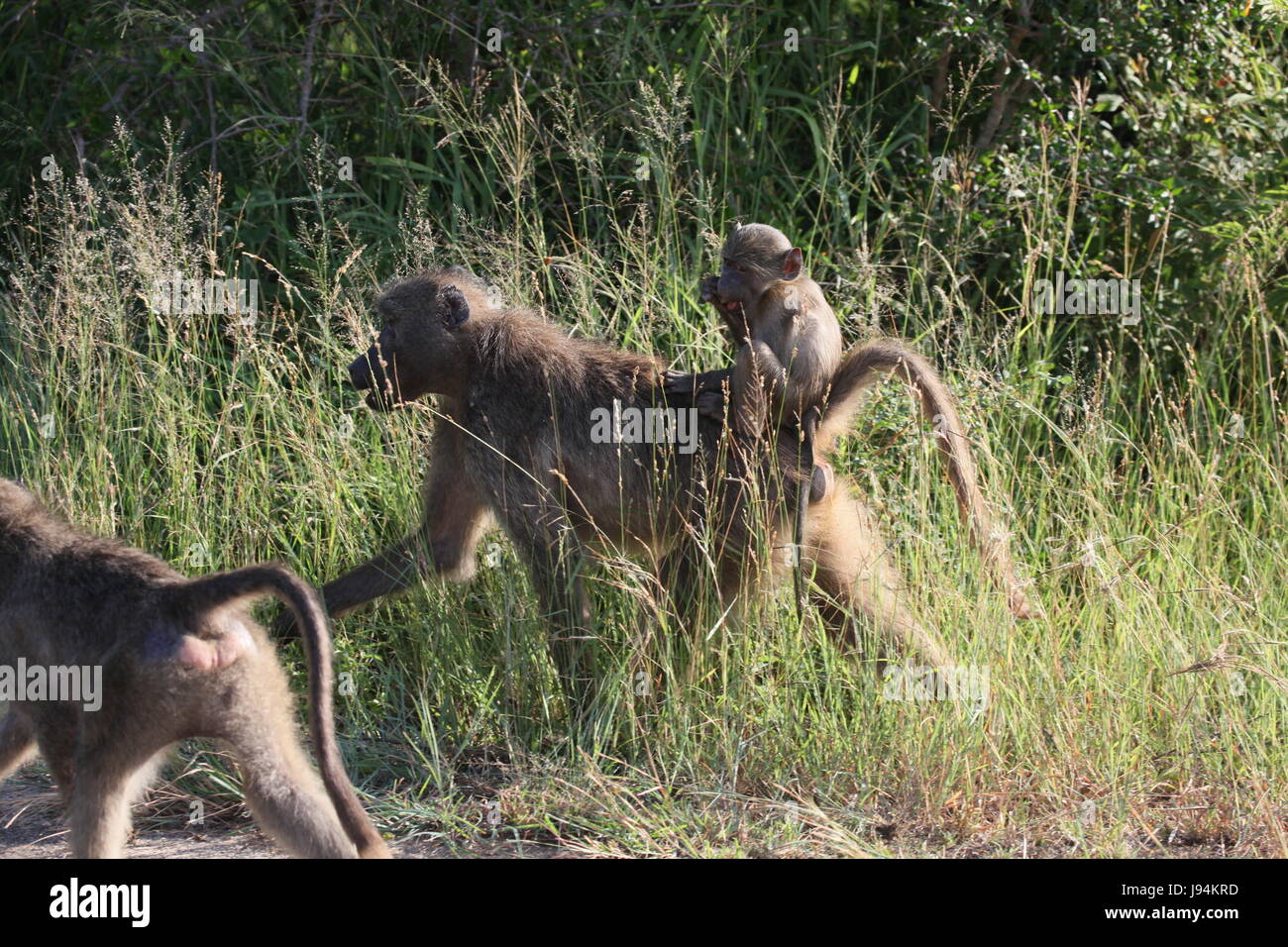 ride, monkey, south africa, baboon, mothers, young, younger, cap nut ...