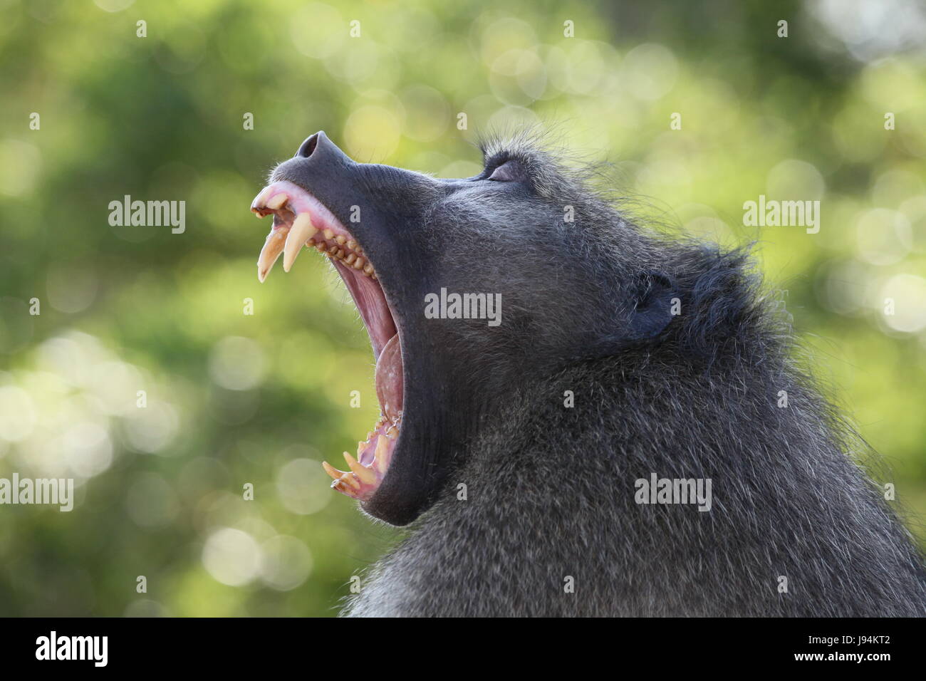 South africa baboon teeth hi-res stock photography and images - Alamy