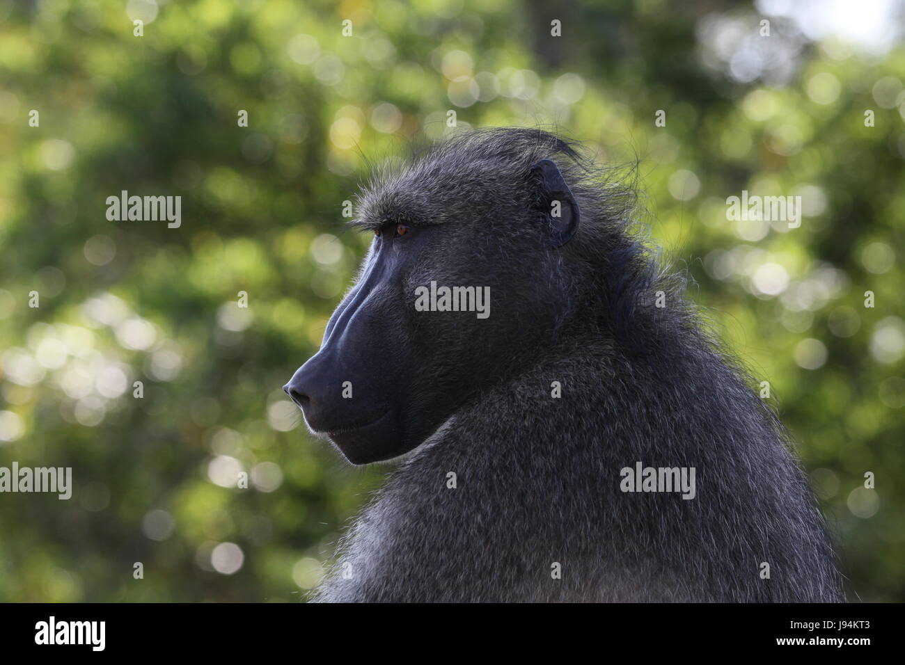 male, masculine, monkey, south africa, baboon, male, masculine, monkey ...
