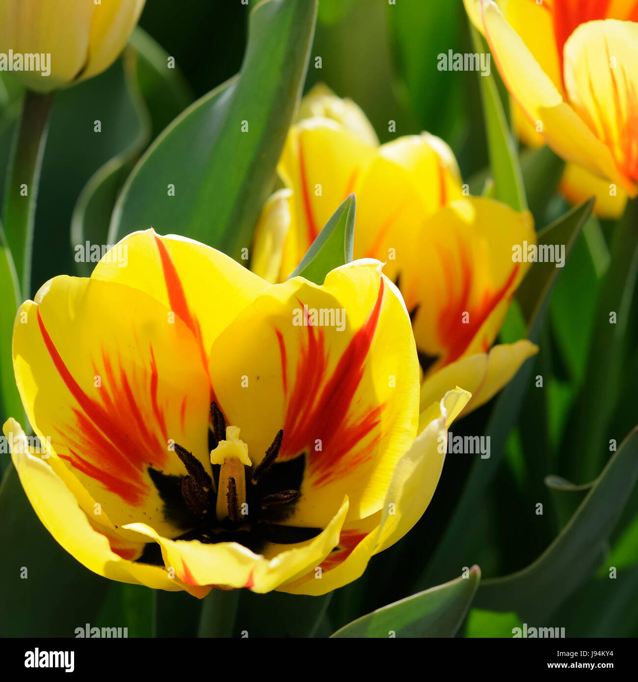 coloured, colourful, gorgeous, multifarious, richly coloured, field ...