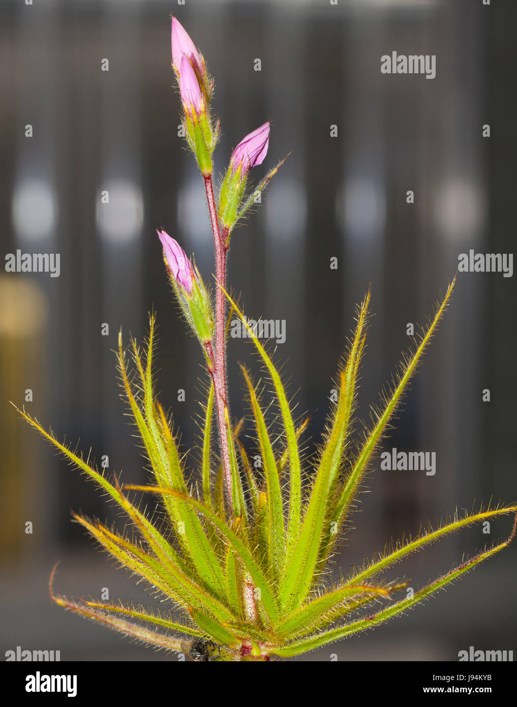 flower, rose, plant, leaves, botany, jagged, pink, flower, rose, plant ...