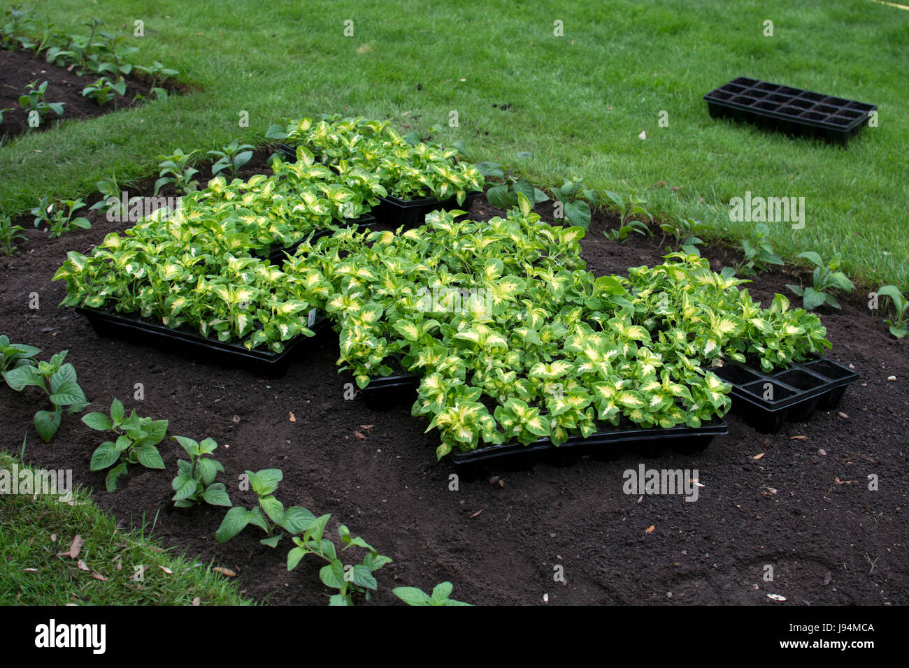 Coleus plants hi-res stock photography and images - Alamy