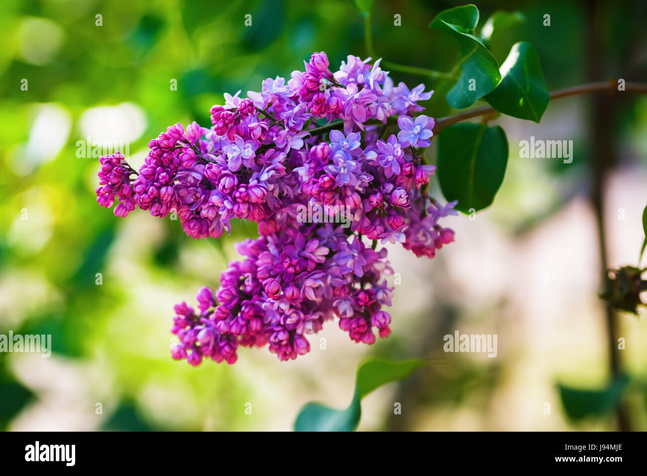 Blooming bright pink and purple lilac bush. Lilac blooms in the garden ...