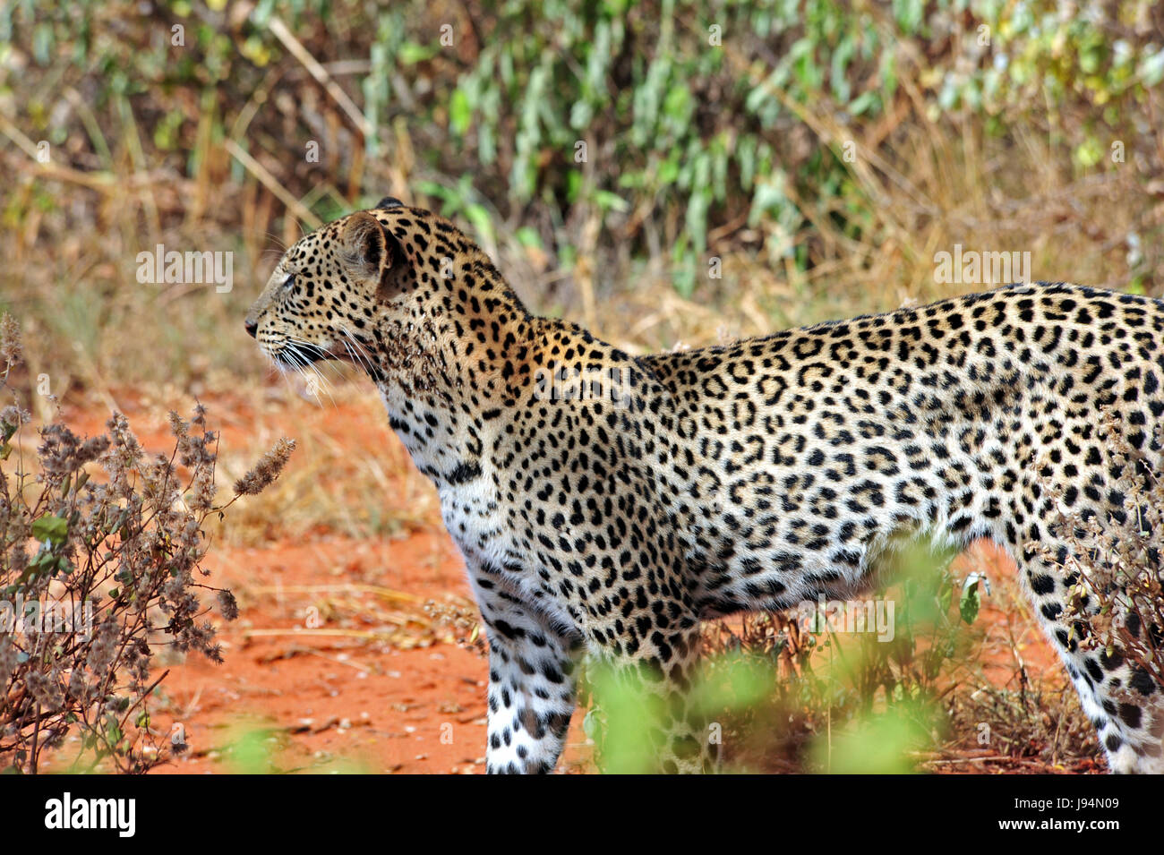 leopard in africa Stock Photo - Alamy